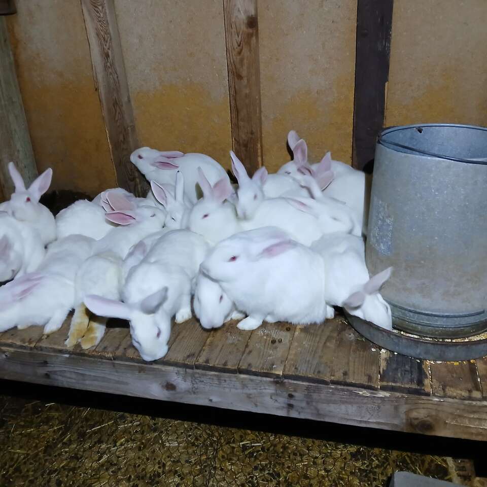 New Zealand / Tamuk Rabbits | Livestock | ksl.com