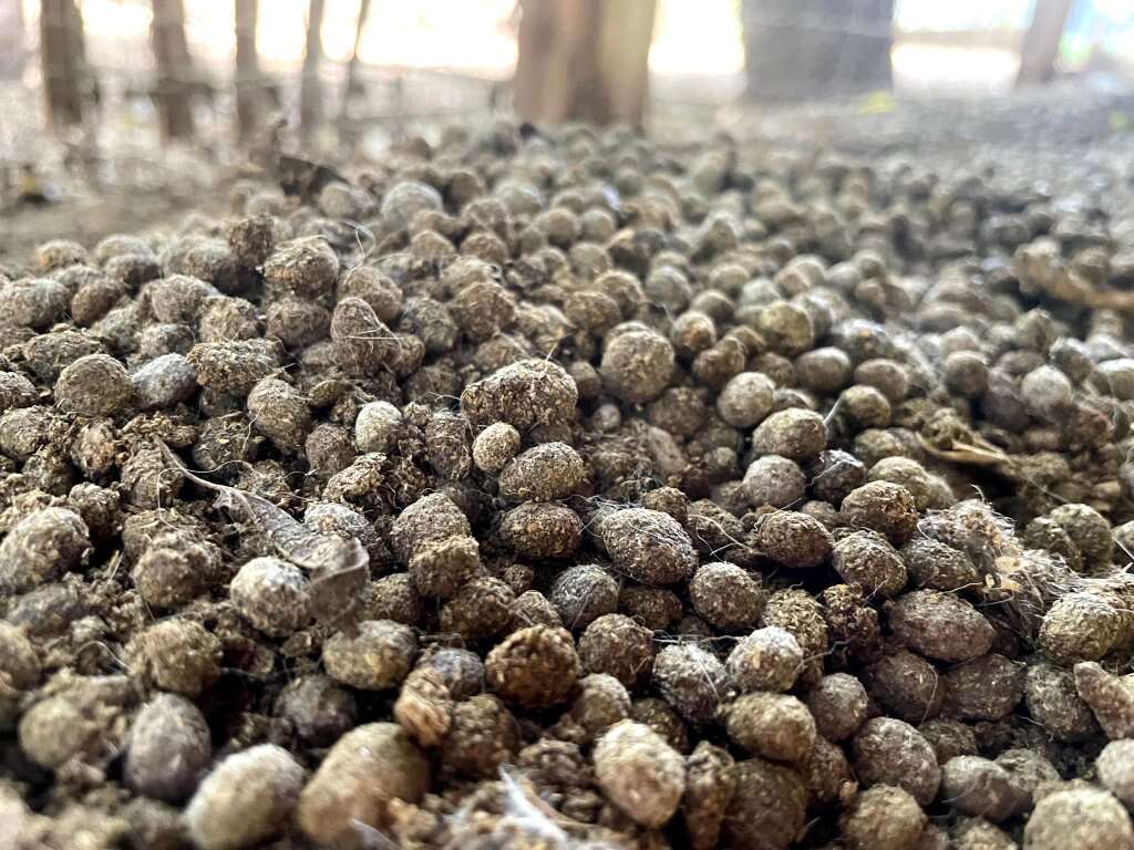 Free Rabbit Poop - Fertilizer | FREE | ksl.com