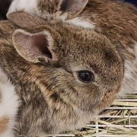 Cute little Baby Bunny Rabbits | Pets | ksl.com