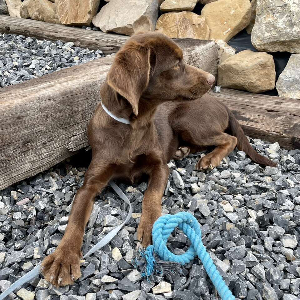 Beautiful Pup | Pets | ksl.com
