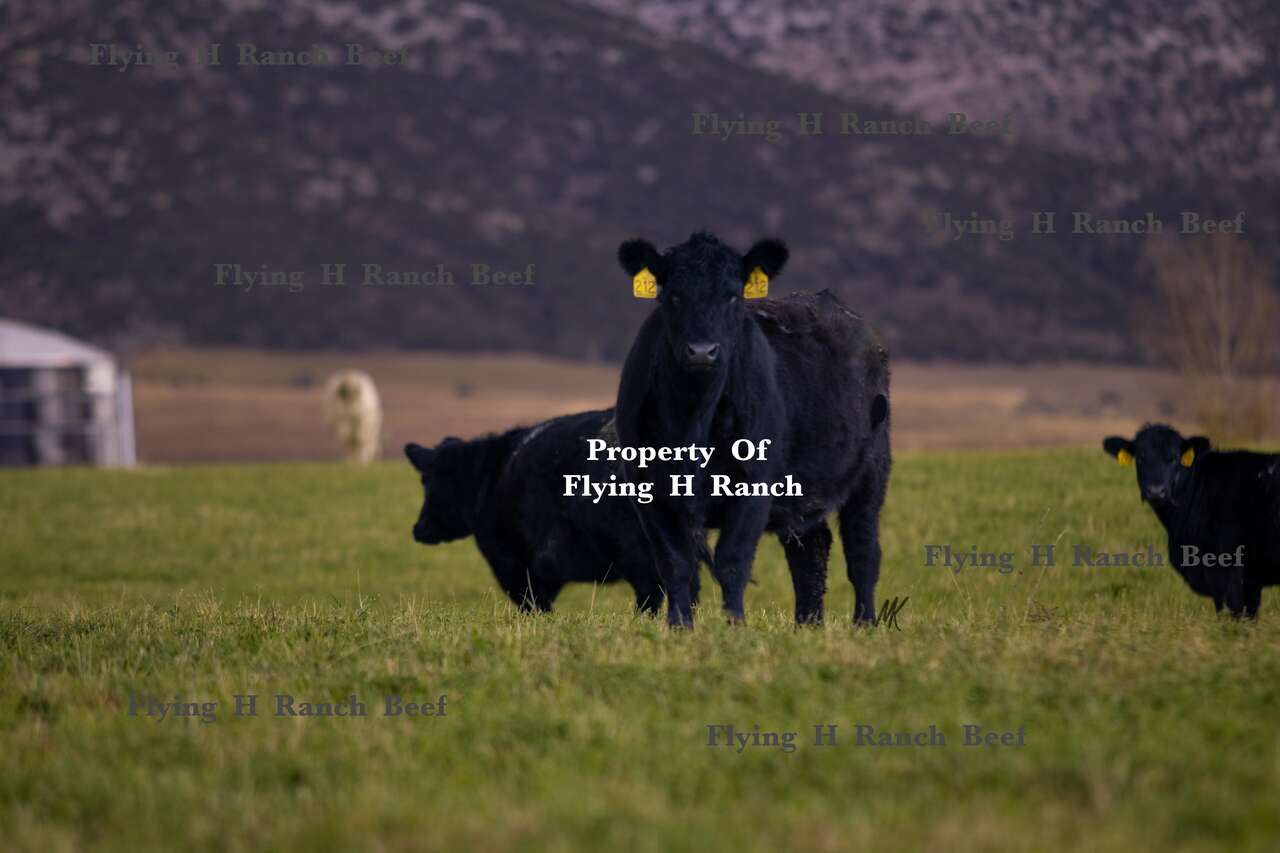 BUY DIRECT LOCAL RANCHER - NATURAL CL… | Livestock | ksl.com