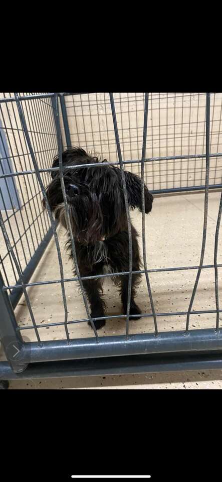 Lost Little Black Dog | Pets | ksl.com