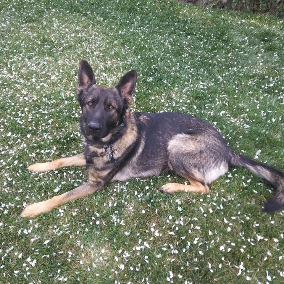 German Shepherd stud only $600 | Pets | ksl.com