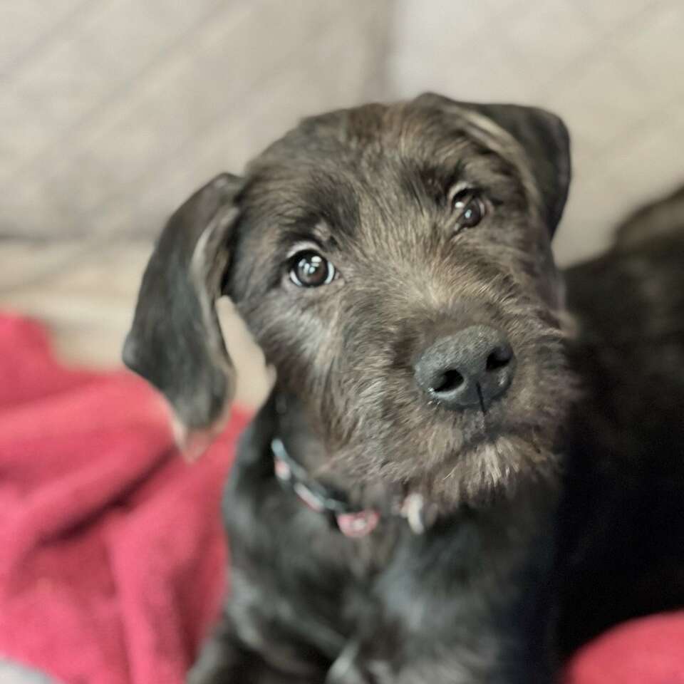 Sweetheart needs a new home | Pets | ksl.com