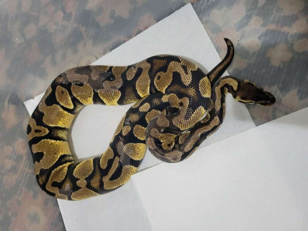 F pastel het clown ball python | Pets | ksl.com