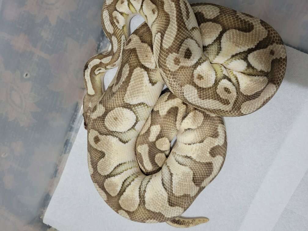 F Pastel lesser ball python | Pets | ksl.com