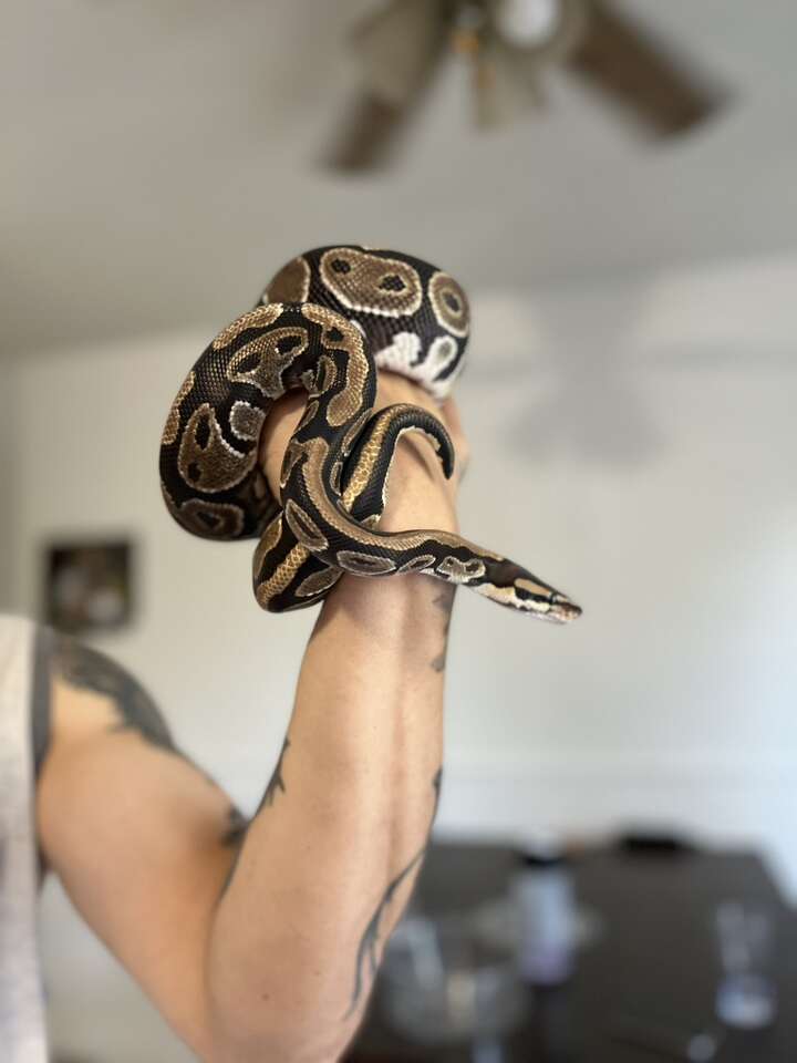 Ball Python & Cage | Pets | ksl.com