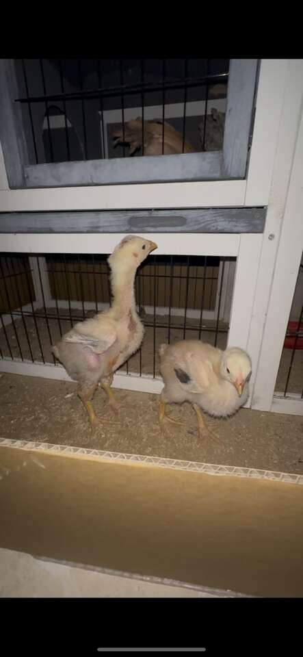 WORLDS TALLEST CHICKEN CHICKS, INDIO GIGANTE BREED | Poultry and ...