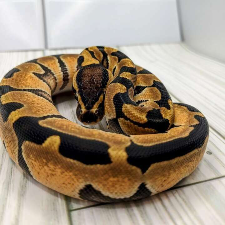 2023 Enchi Female Ball Python Hatchling | Pets | ksl.com