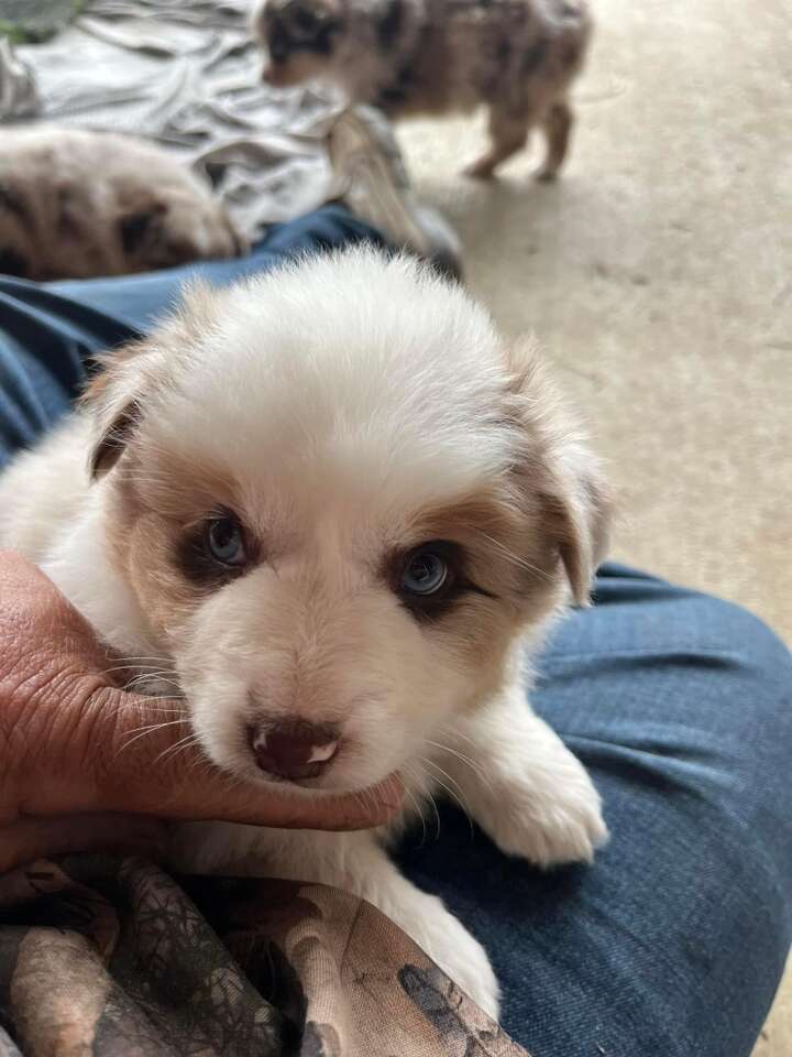 Mini Aussie | Pets | ksl.com