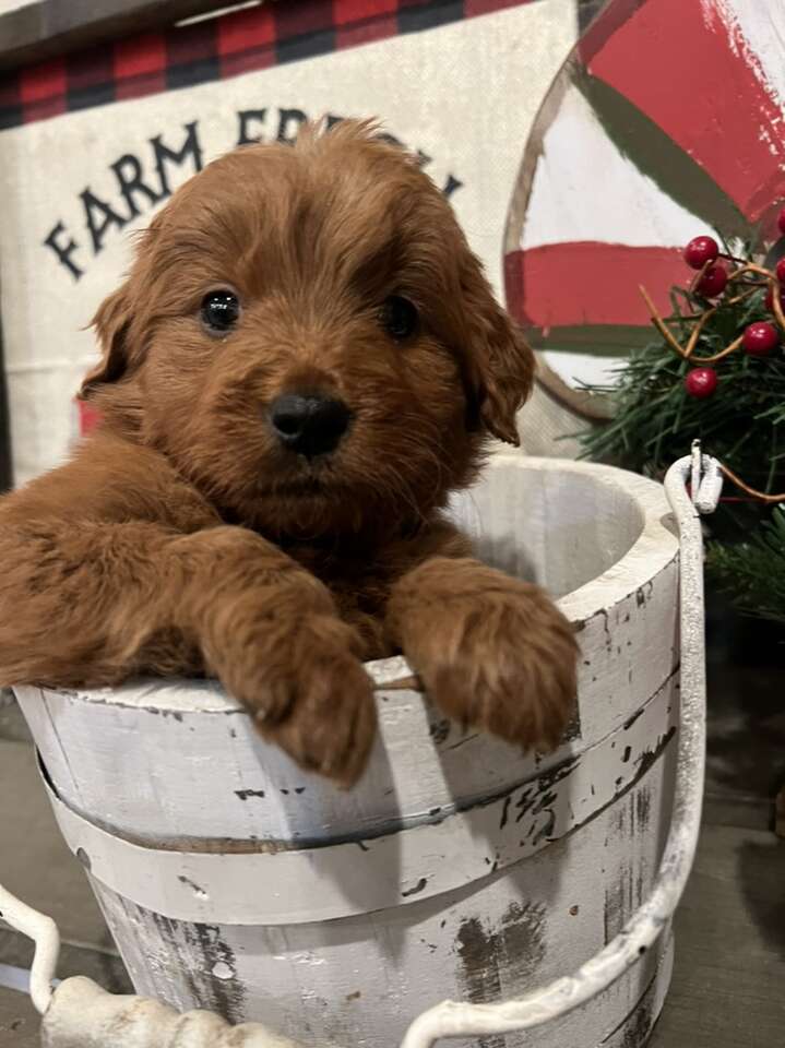 Find mini goldendoodle puppies For Sale | ksl.com