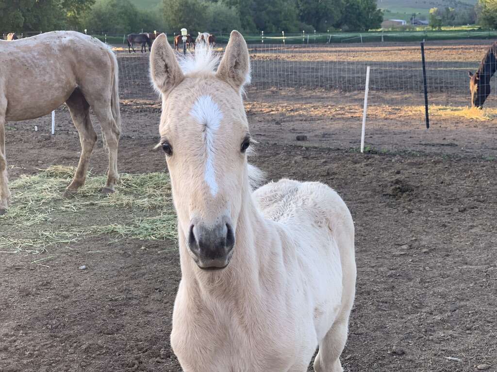 Wolf Moon Ranch Performance Horses Fo… | Livestock | ksl.com