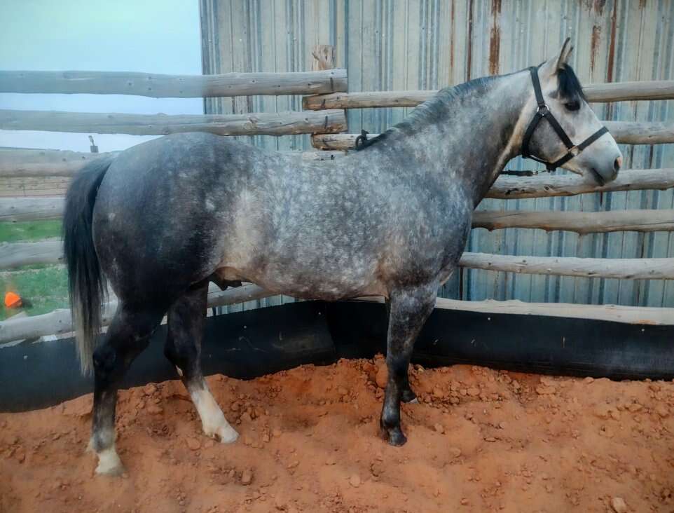 FARM STYLE, APHA - Color Guarantee | Livestock | ksl.com