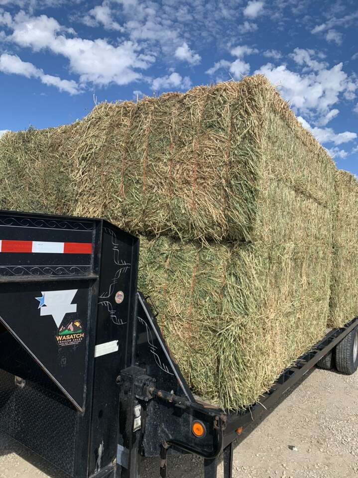 3x4x8 Alfalfa Hay | Horses/Livestock, Hay and Bedding | KSL Classifieds
