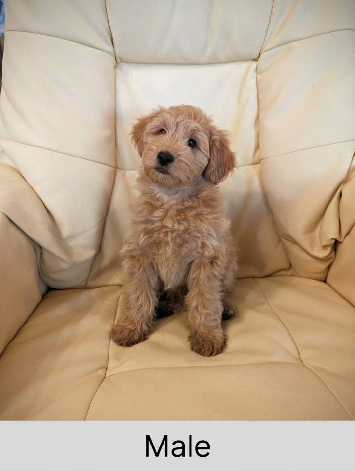 One Mini Aussie Double Doodle Puppies (F1b… | Pets | ksl.com