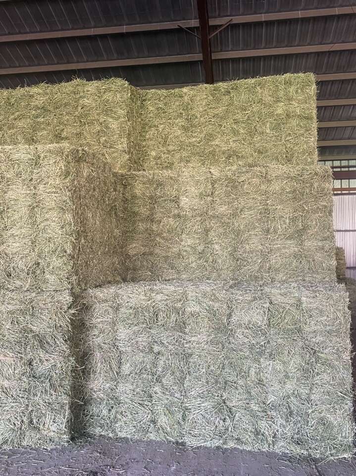 Alfalfa Small Bale Bundles | Livestock | ksl.com