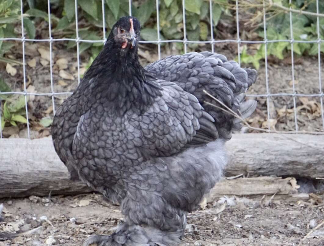 Blue Cochin Chicks | Livestock | ksl.com