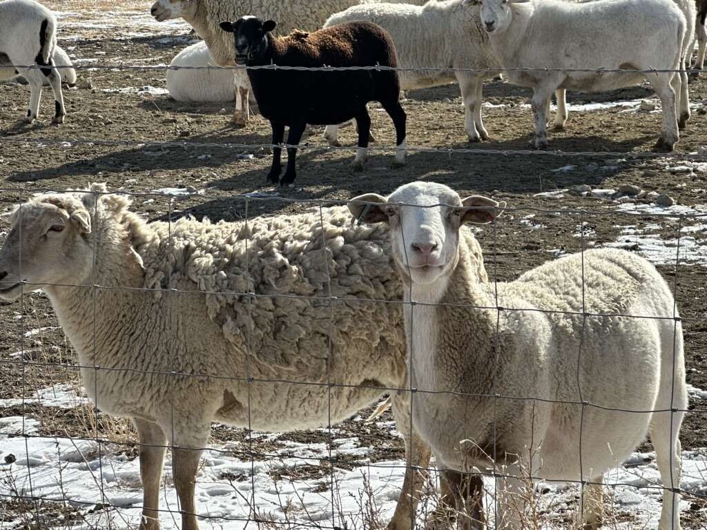 Bred Ewes | Livestock | ksl.com