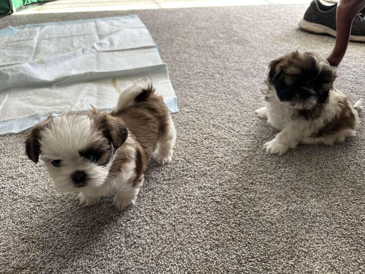 Shih Tzu puppy | Pets | ksl.com