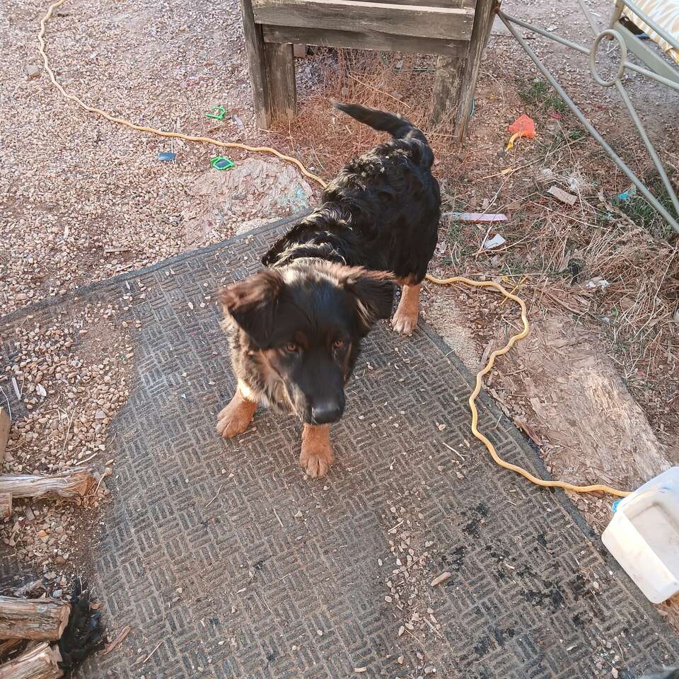 free dog | FREE | ksl.com