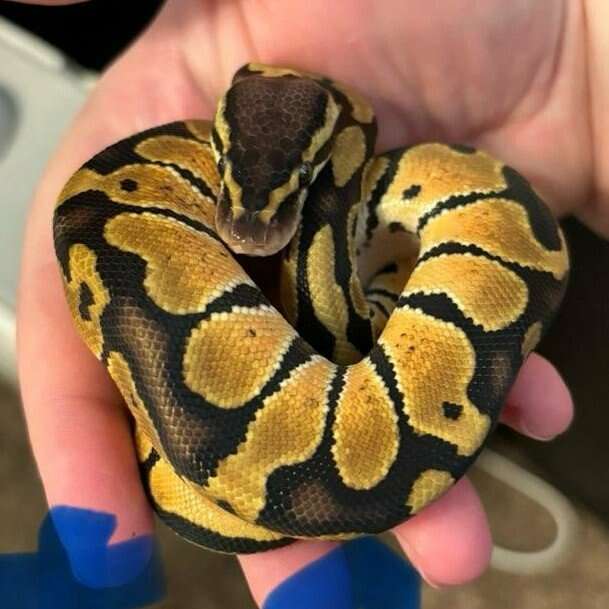 Baby Ball Python (Pastel) | Pets | ksl.com