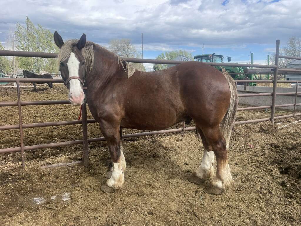 9 Year Old Belgian Gelding | Livestock | ksl.com