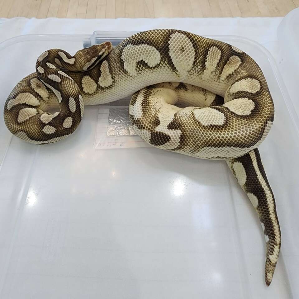 Ball python Pastel/mojave/calico/yellow be… | Pets | ksl.com