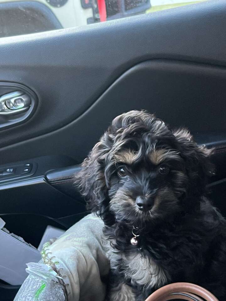 Cockapoo | Pets | ksl.com