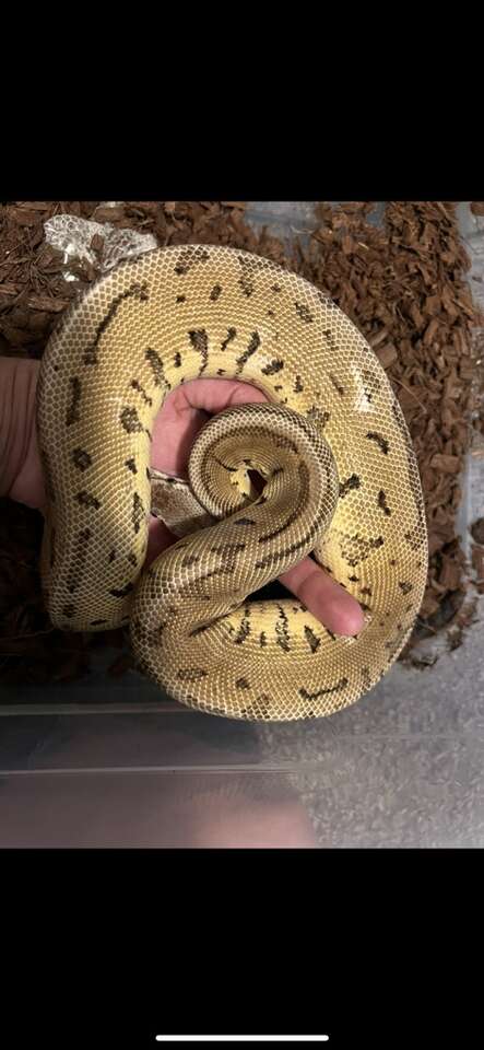 Ball Python | Pets | ksl.com