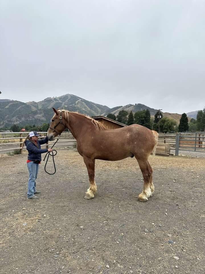 Drake~16 Year Old Belgian Gelding | Livestock | ksl.com