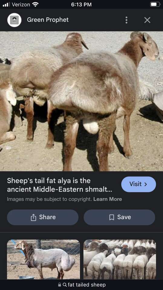 I Am Looking For Fat Tailed Sheep For… | Livestock | ksl.com