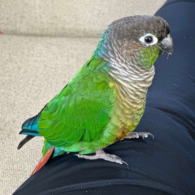 Green Cheek Conure - Turquoise | Pets | ksl.com