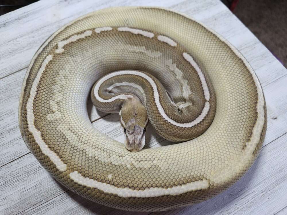 Flash Sale!!! Surprise 🤷 Ball Python | Pets | ksl.com