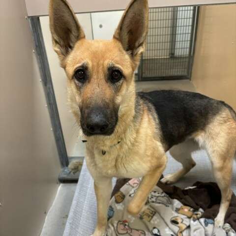 German Shepherd Dog | Pets | ksl.com