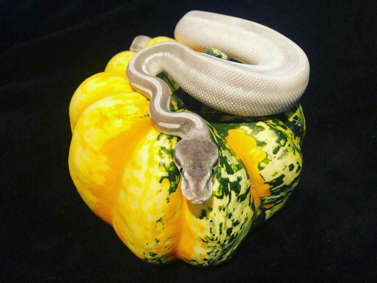 Male Leopard Mystic Potion Ball Python | Pets | ksl.com