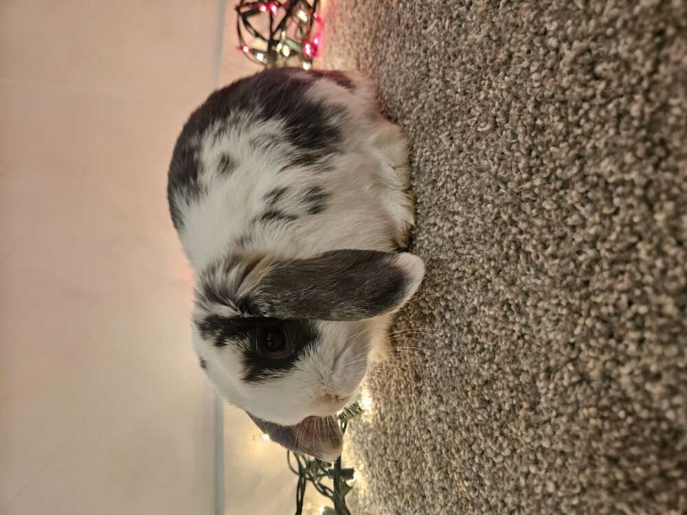 Broken blue holland lop buck | Pets | ksl.com