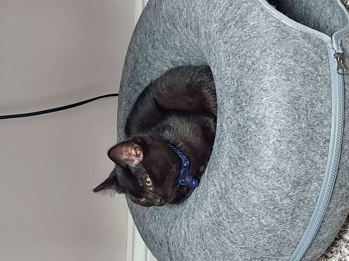 1 adorable bombay kitten MUST BE GONE SUND… | Pets | ksl.com