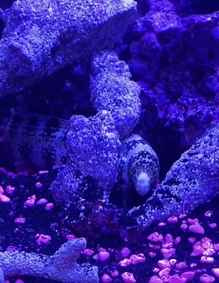 Fully Grown Snowflake Eel | Pets | ksl.com