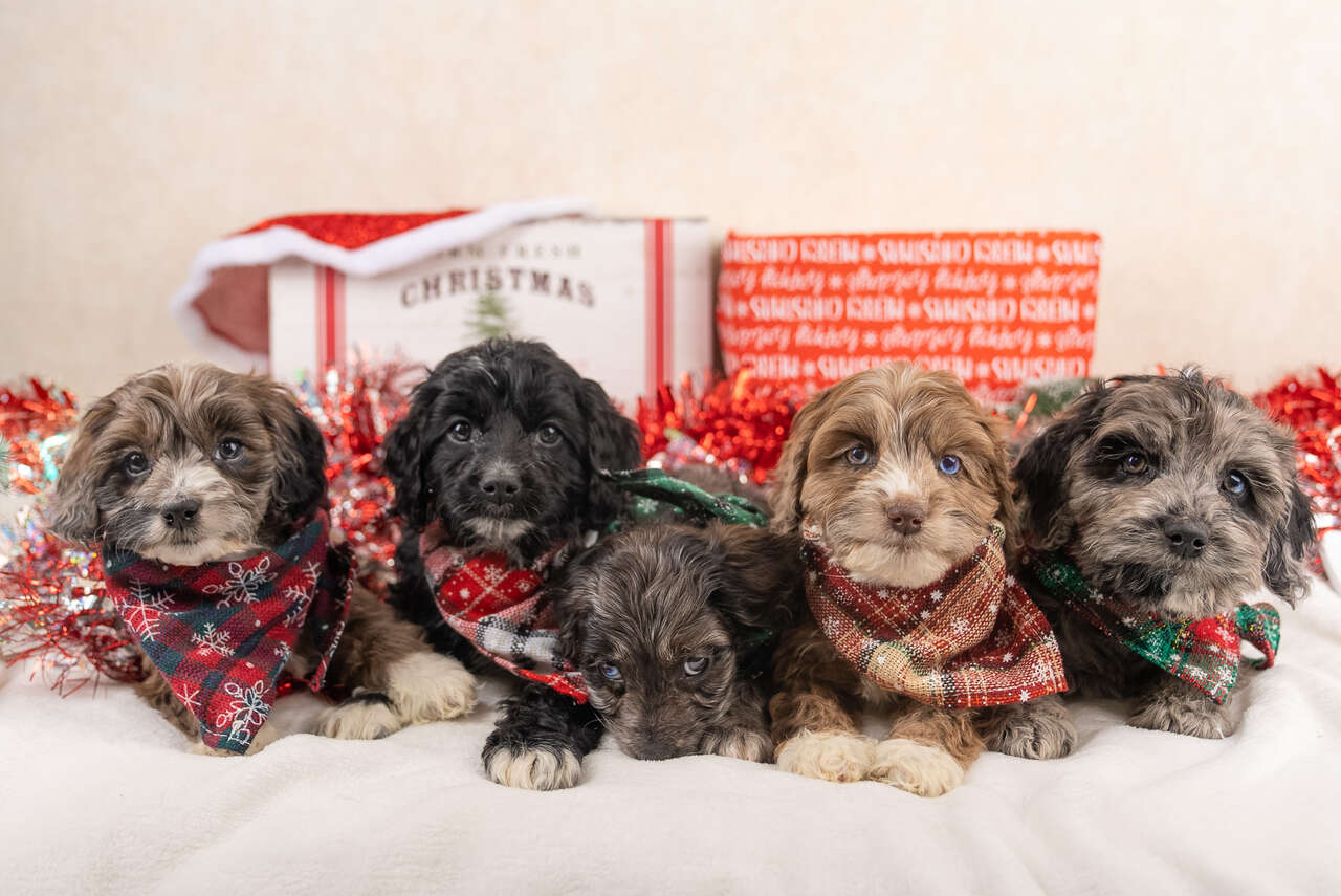 Adorable F1 Cockapoo Puppies! | Pets | ksl.com