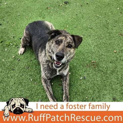 Australian Cattle Dog / Blue Heeler | Pets | ksl.com