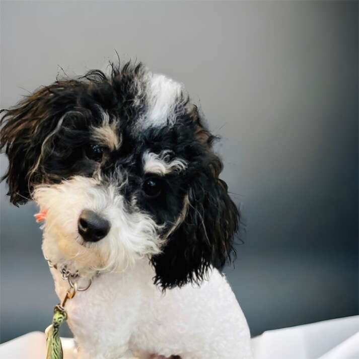 AKC Mini Poodle *** Tri Colored *** Like G… | Pets | ksl.com