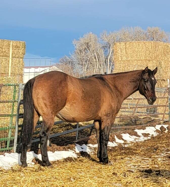 Watch The MJ Girl-bred to Super Mario | Livestock | ksl.com