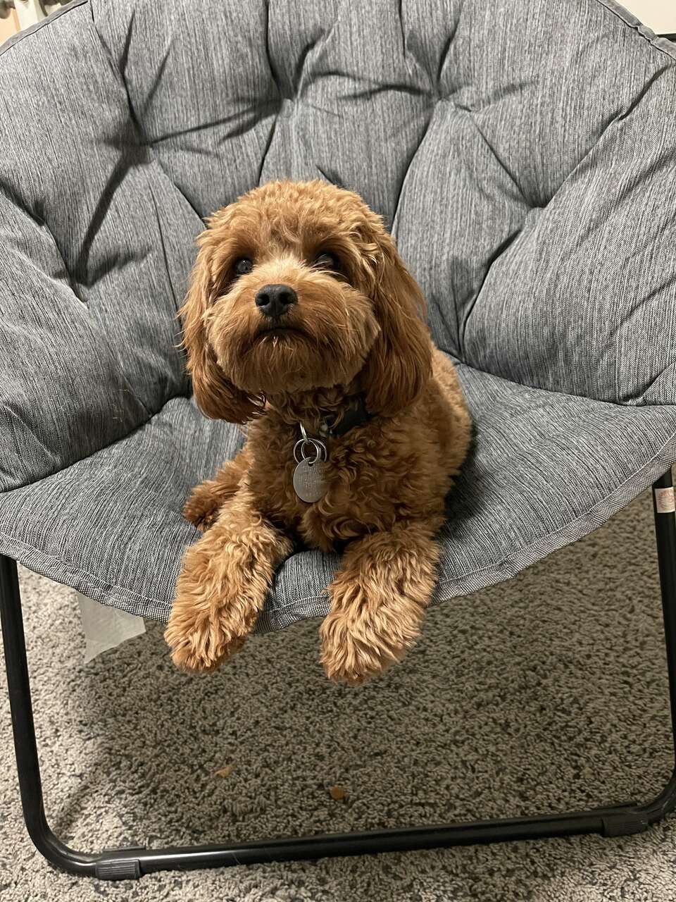 8.5 Lb F1 Cavapoo Stud- Fozzie | Pets | ksl.com