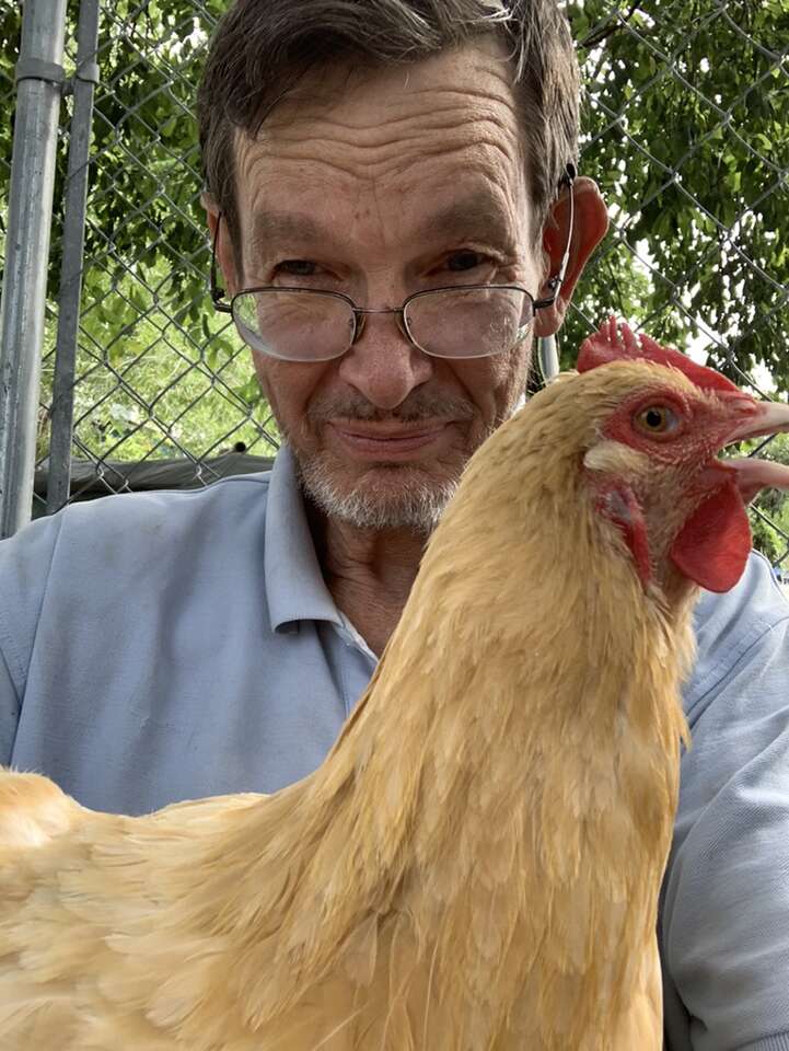 Purebred Chickens Available! Hens & R… | Livestock | ksl.com