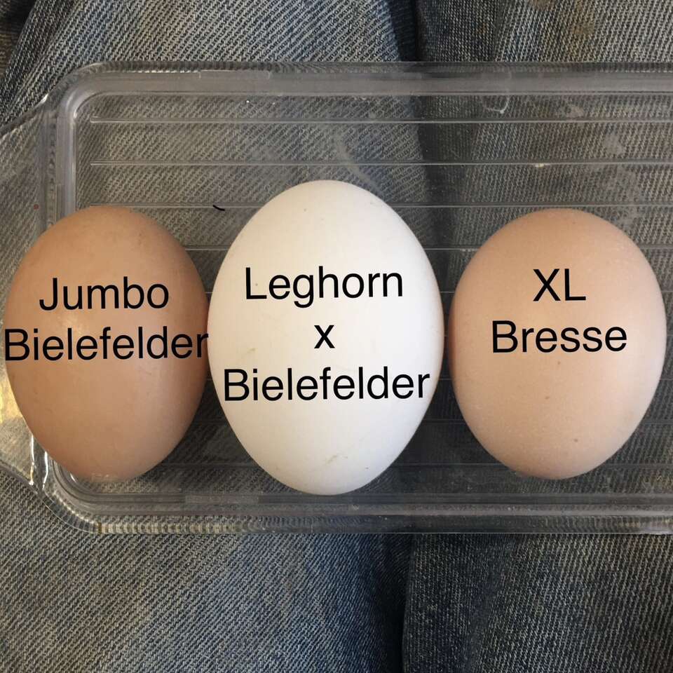 Fertilized F1 Hybrid Chicken Eggs! An… | Livestock | ksl.com