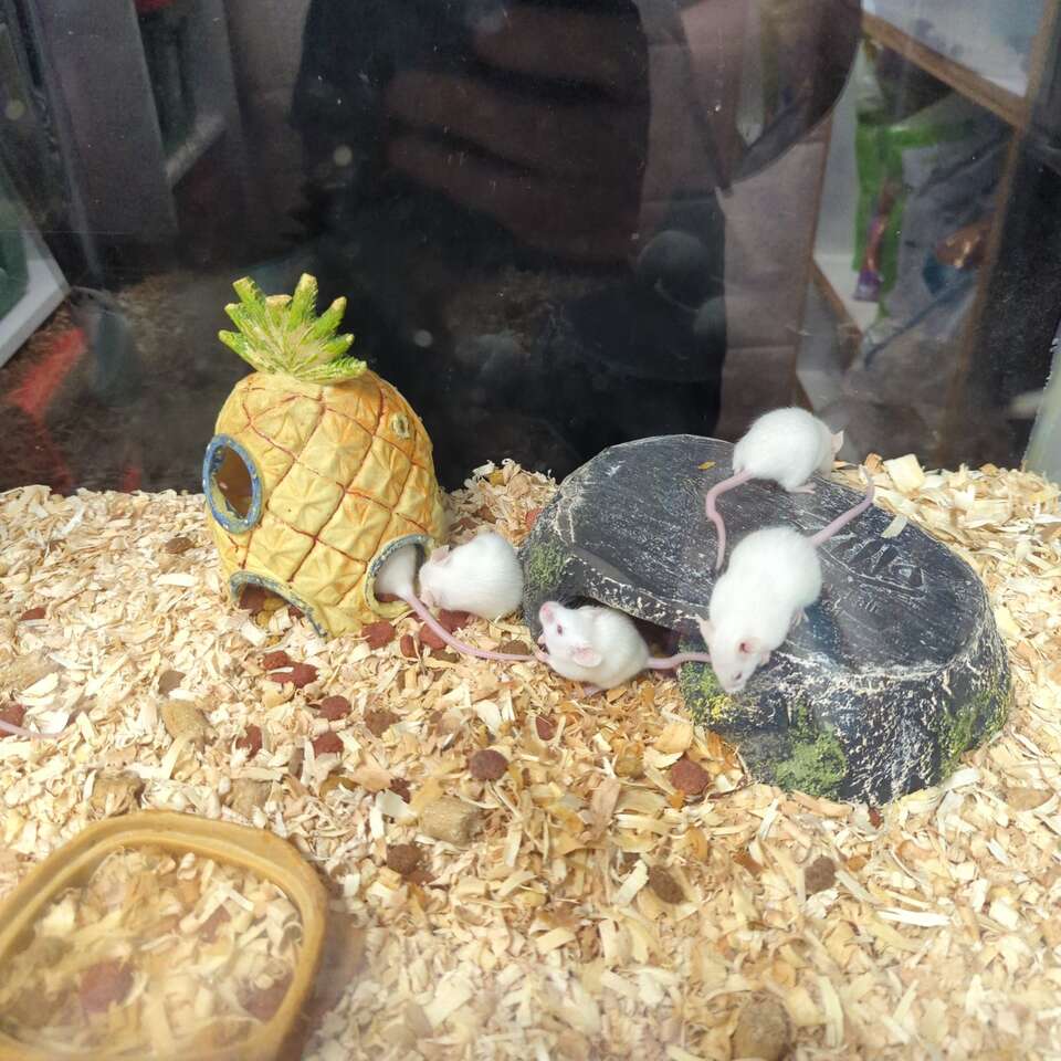 Feeder mice and ASF rats | Pets | ksl.com