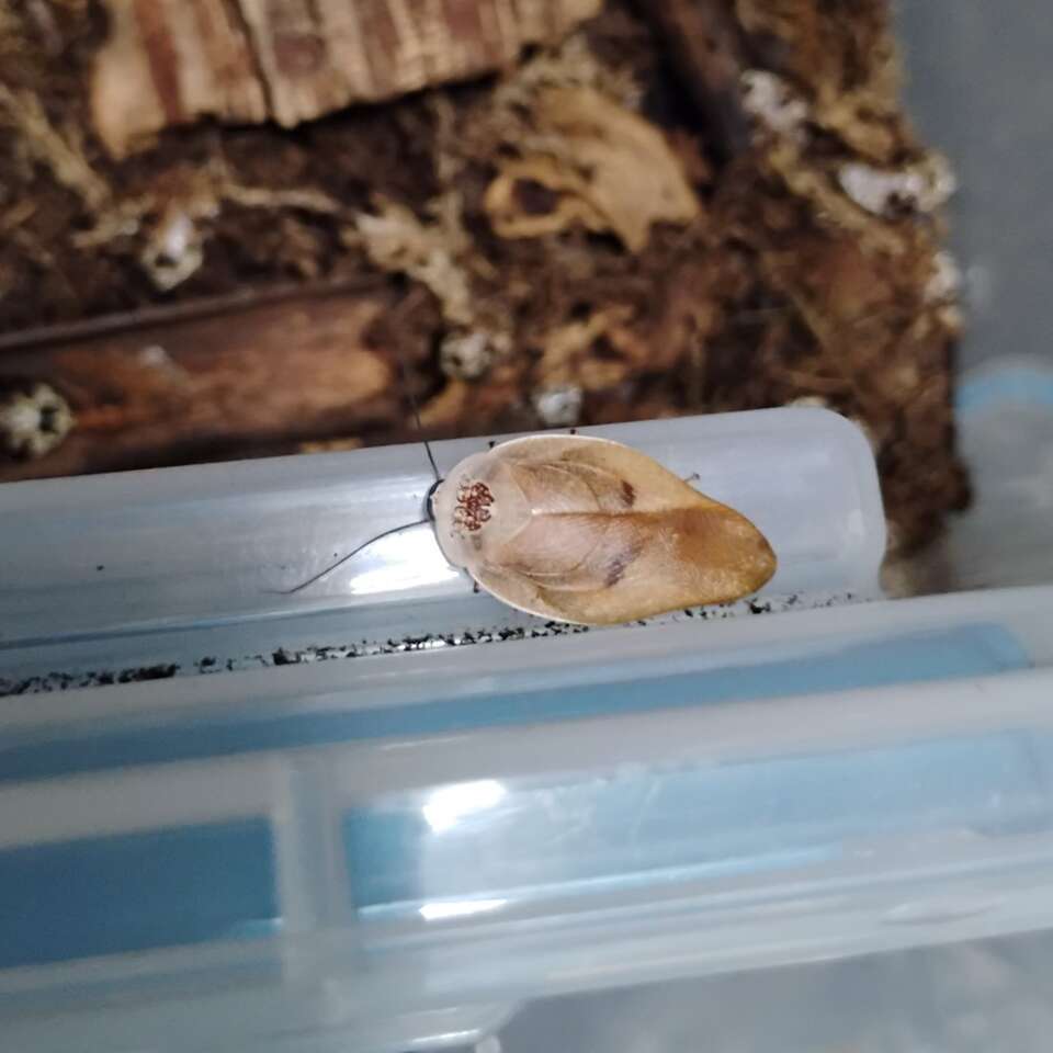 Gyna lurida (Porcelain Roach) | Reptiles | KSL Classifieds