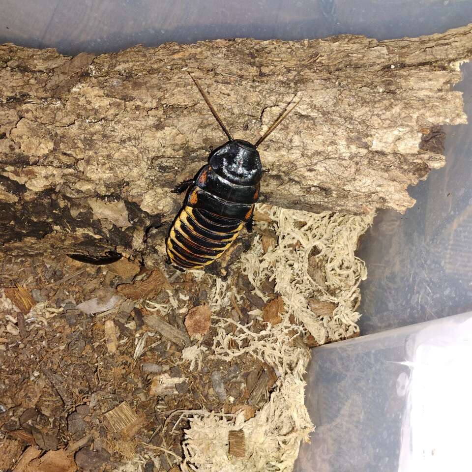 Tiger Hisser culture | Reptiles | KSL Classifieds