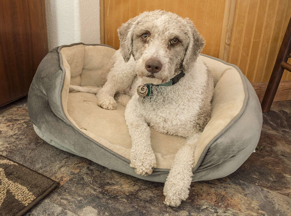 Dog and Pet Boarding/Sitting | Pets | ksl.com