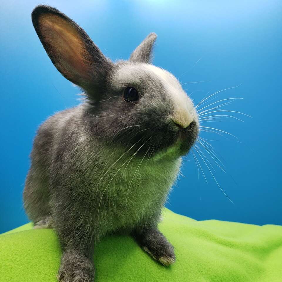 Kits - FOSTER TO ADOPT | Pets | ksl.com